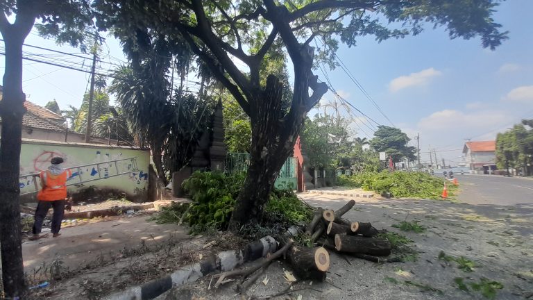 Pohon di Jalan Mayor Bismo Ditebang, Terdampak Proyek Tol Bandara Dhoho ...